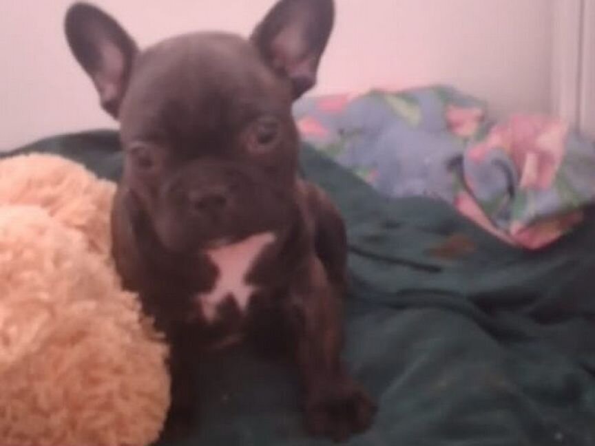 Французский бульдог девочка