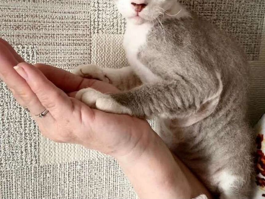 Украинский левкой