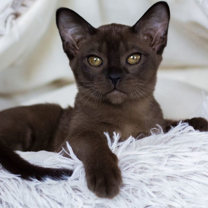 Европейский бурманский котёнок