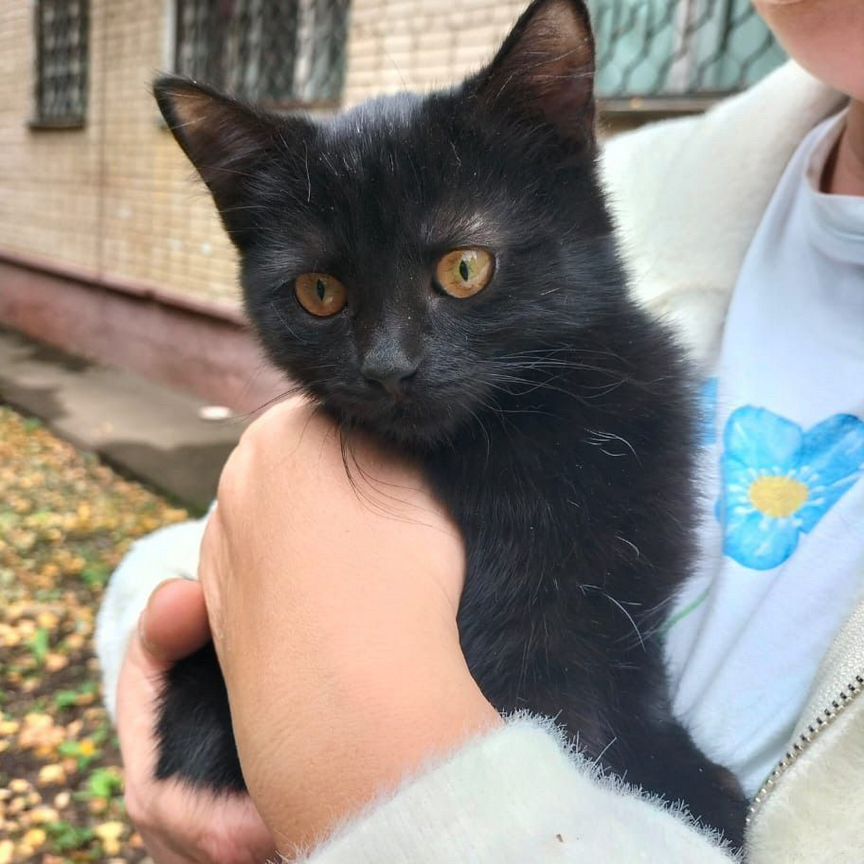 Котята в добрые руки бесплатно мальчик