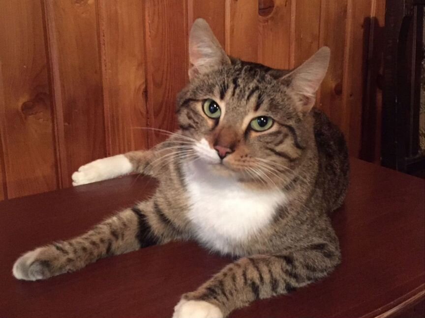 Молодой котик в добрые руки