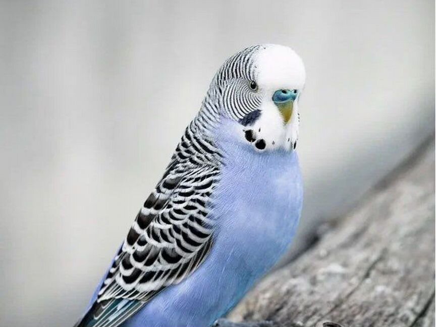 Волнистый попугай в добрые детские руки, Друг