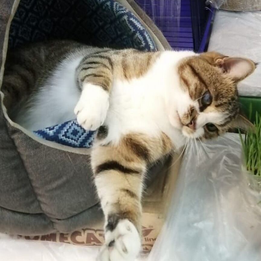 Взрослая кошка в добрые руки