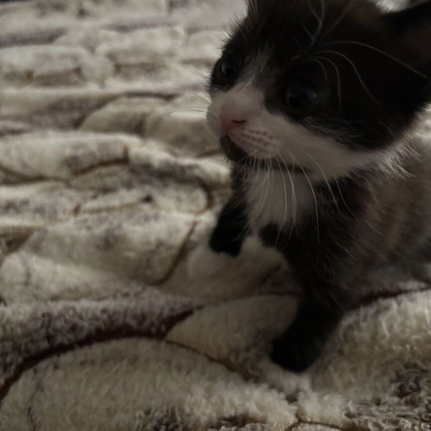Котенок