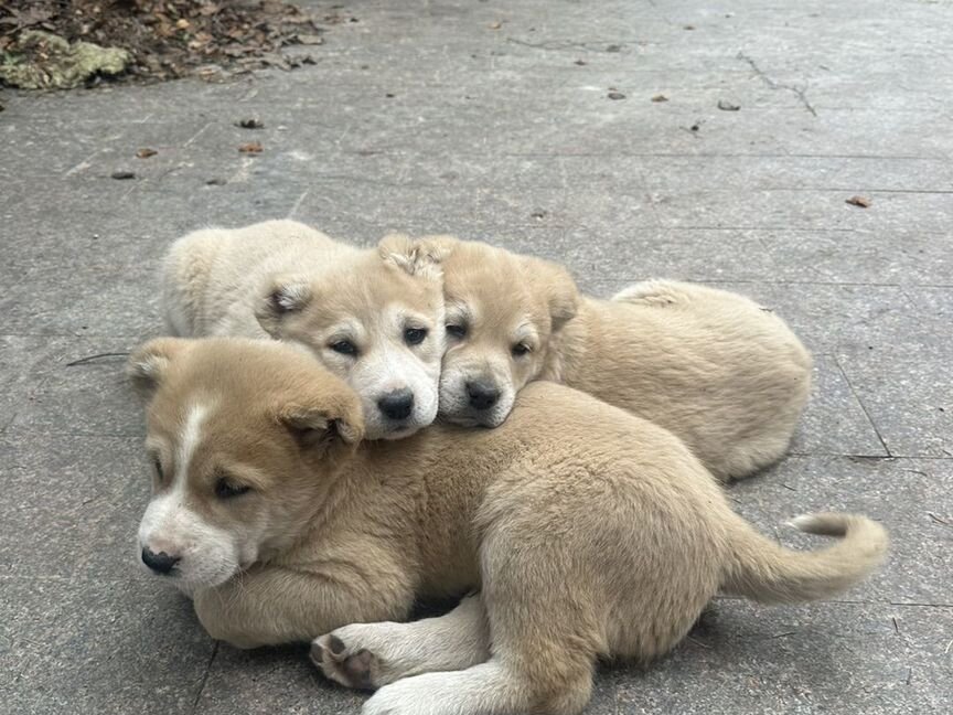 Щенки кавказской овчарки