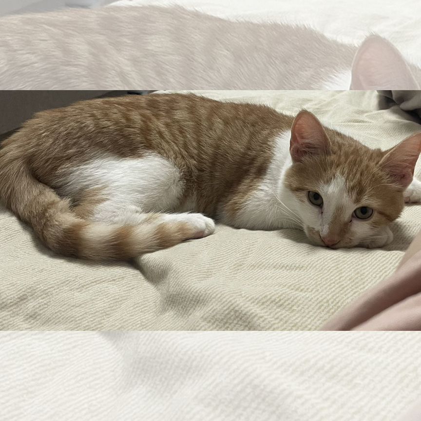 Котёнок в добрые руки