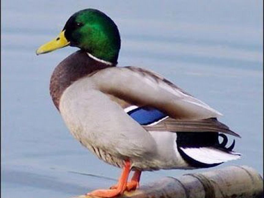 Селезень дикой утки (кряква)