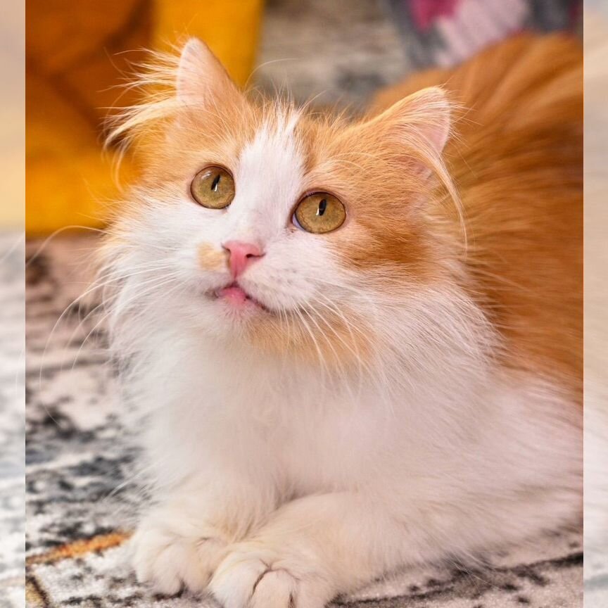 Взрослая, кошка в добрые руки