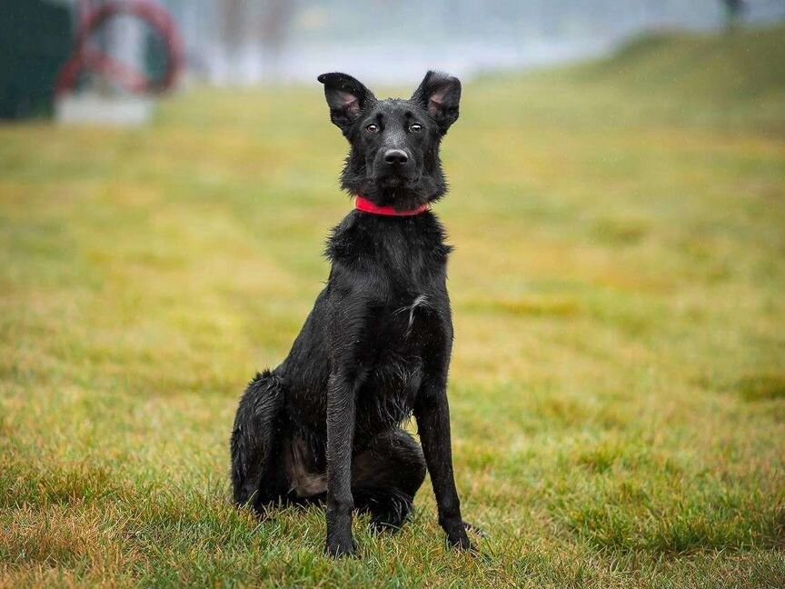 Небольшая собачка из приюта в дар