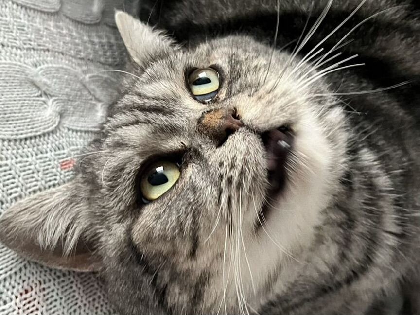 Кот шатландский