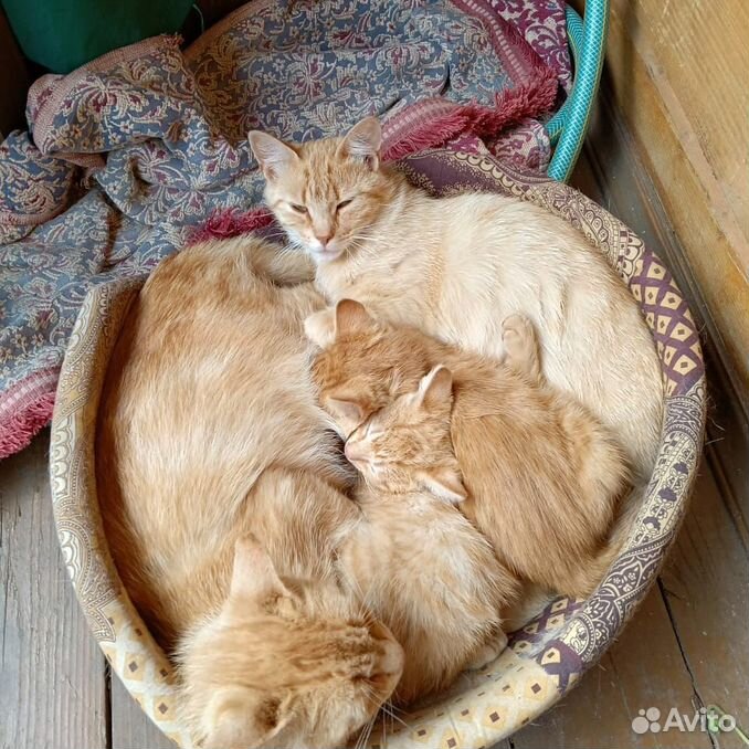 Двое рыжих котят девочек 2-3 мес ищут дом