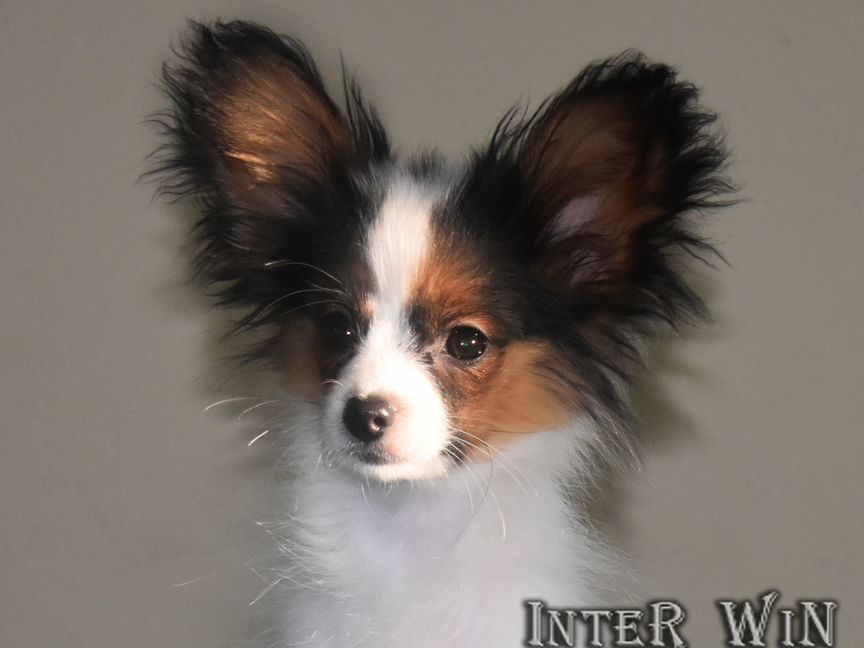 Щенок папийона