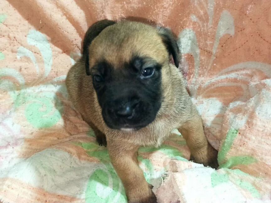 Американский булли