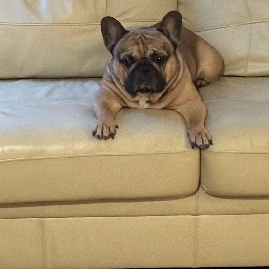 Французский бульдог