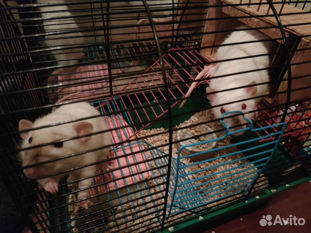 Крысы Дамбо декоративные