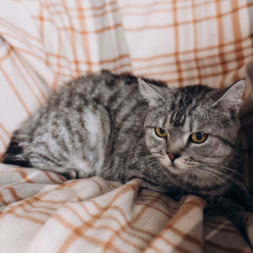 Кошечка-бобтейл