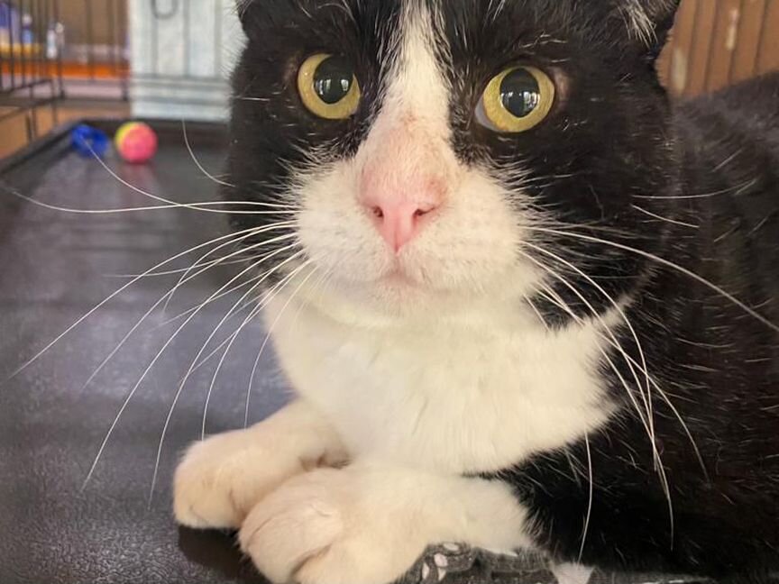 Взрослый вислоухий кот Шипик в добрые руки