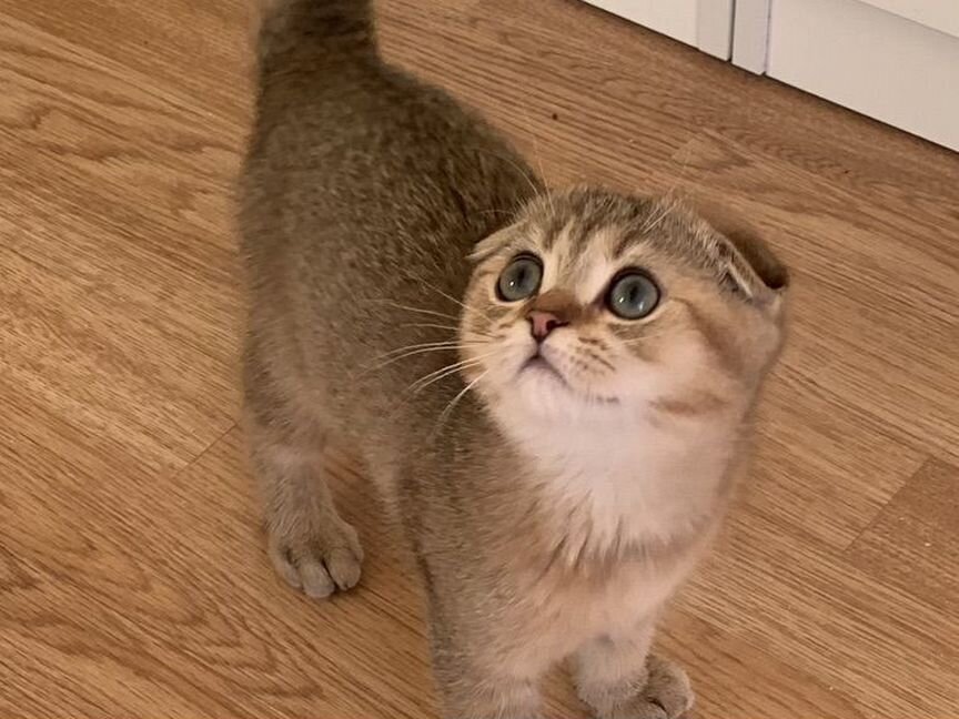 Шотландская вислоухая кошка