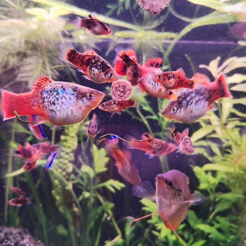 Пецилия трехцветная