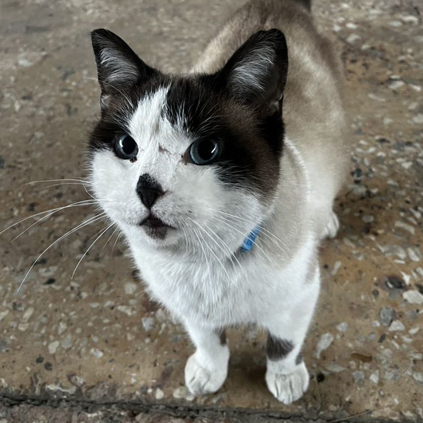 Кошка