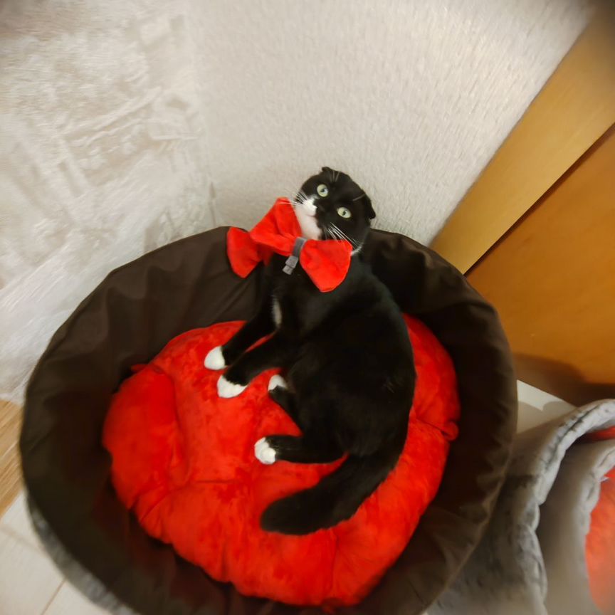 Лежанка для животных