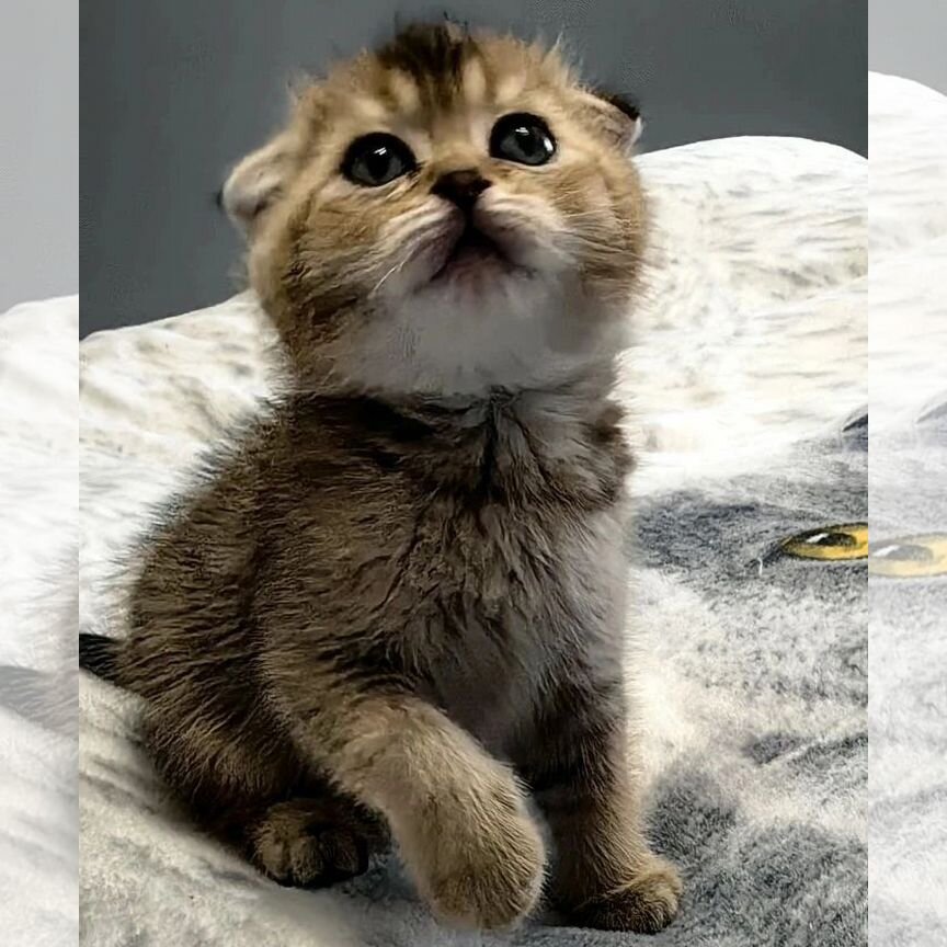 Шотландский прямоухий короткошёрстный котёнок