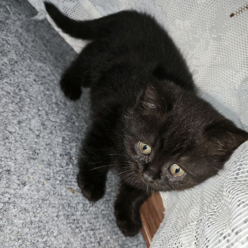 Шотландский прямоухий короткошёрстный котёнок