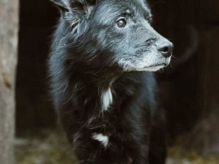 Собака в добрые руки