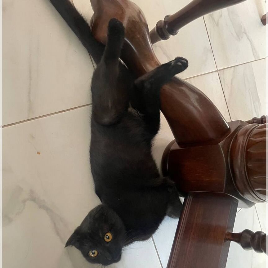 Вислоухая кошка черная