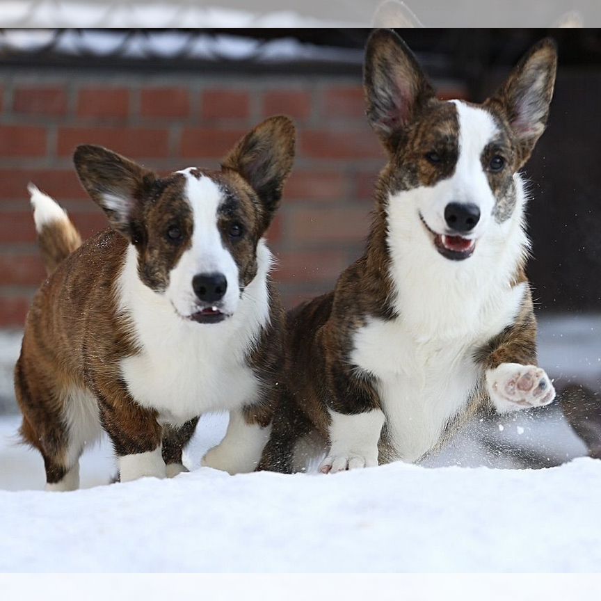 Вельш-корги кардиган