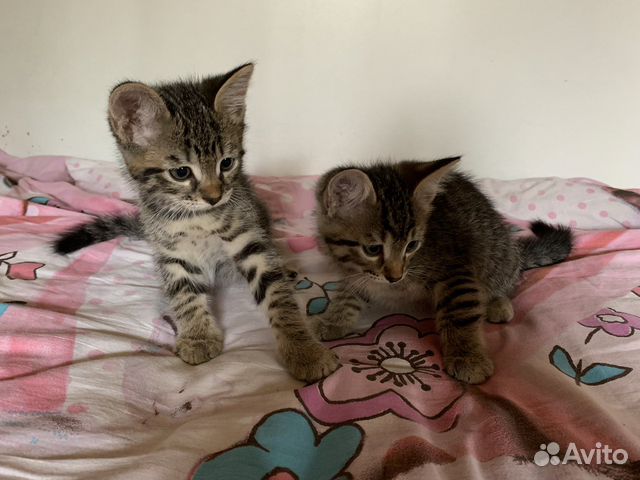 Котенок в добрые руки