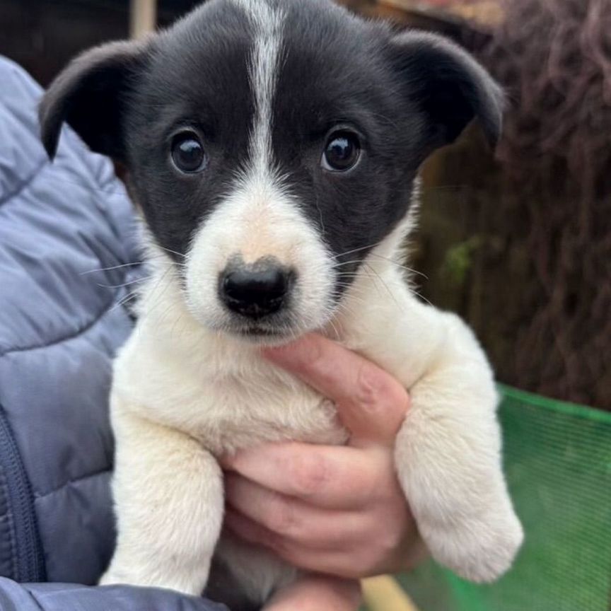 Щенок в добрые руки