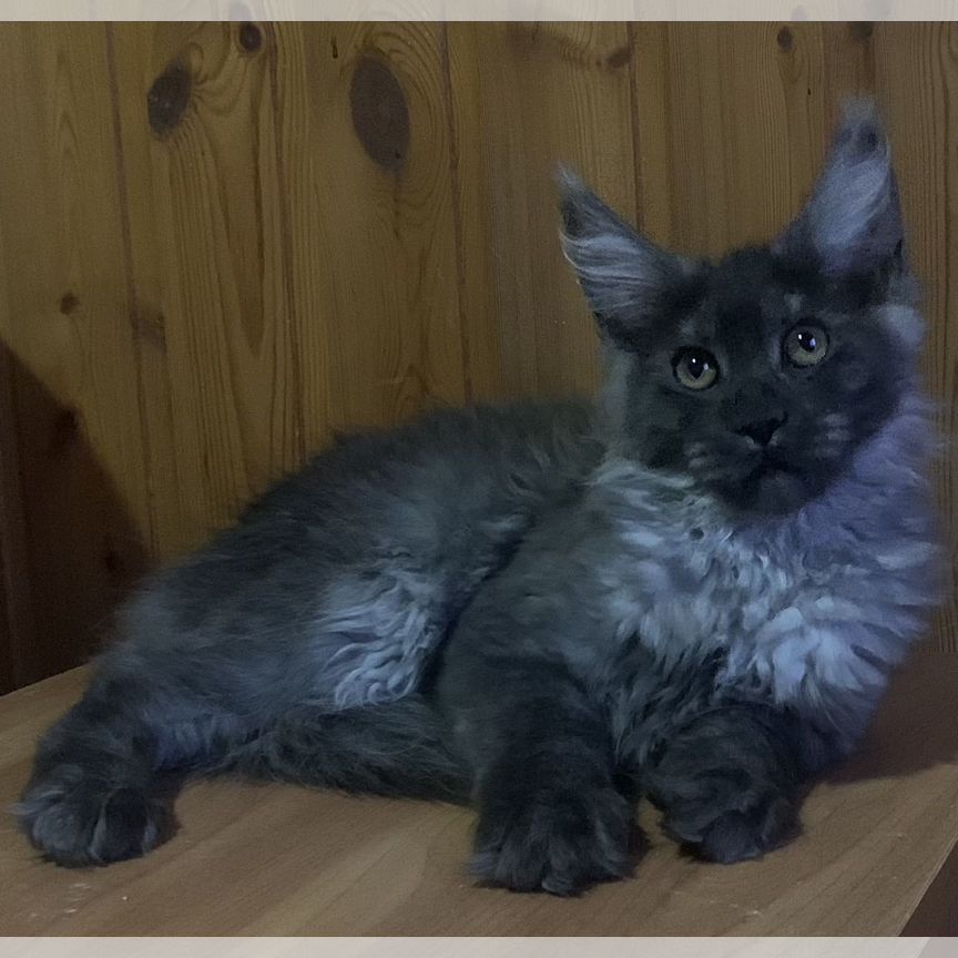 Мейн-кун котёнок