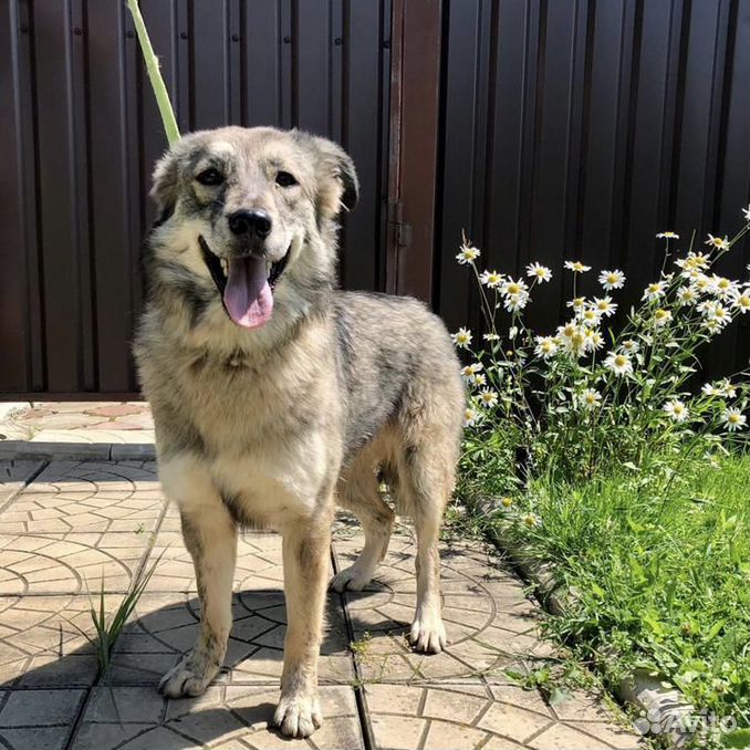 Собака девочка Альма 1,5 года