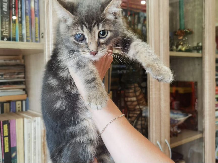 Котенок в добрые руки