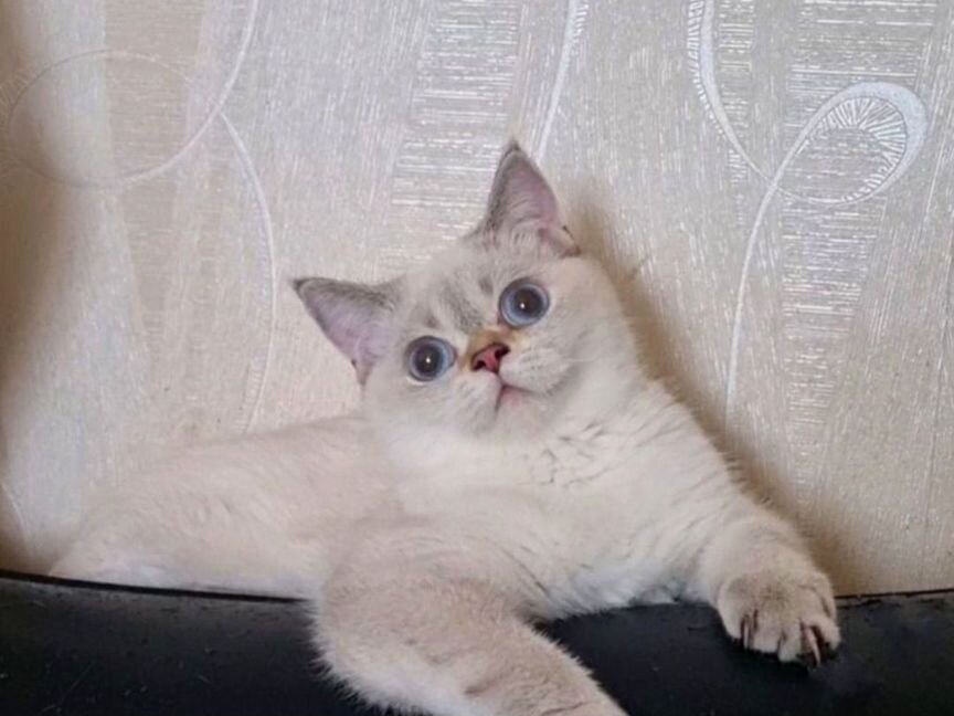 Мальчик золотой колорпойнт