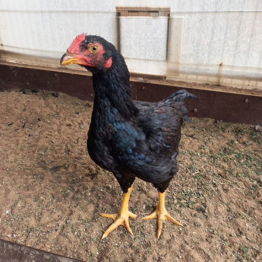 Петух корниш