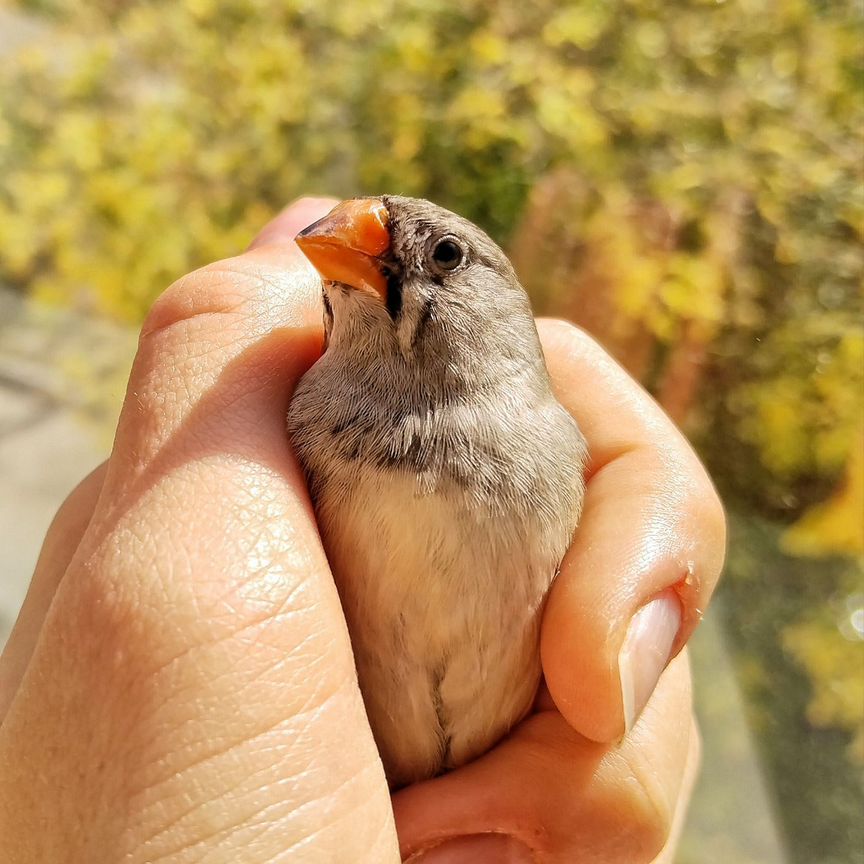 Зебровые амадины