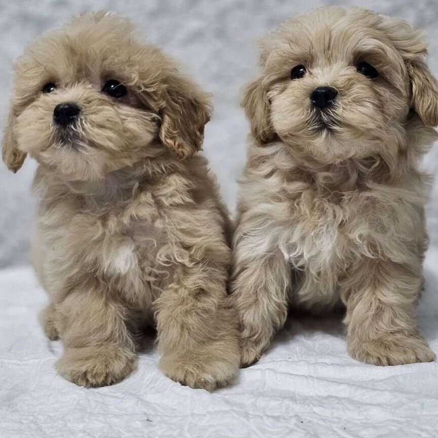 Мальтипу, щенок