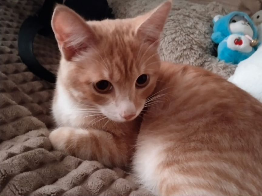 Найден молодой котик