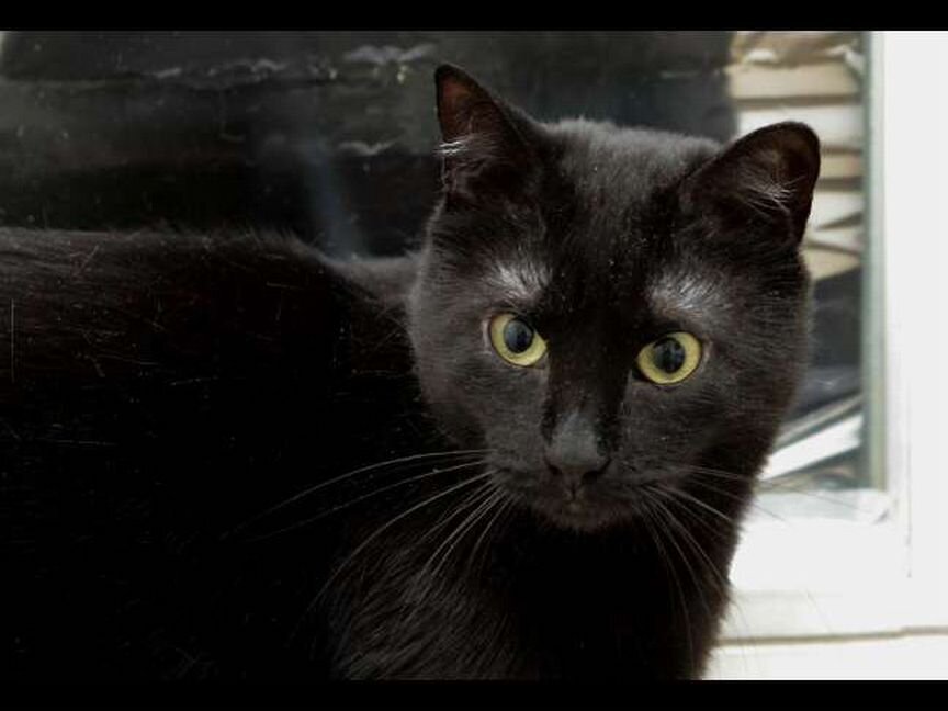 Кошка Ночка