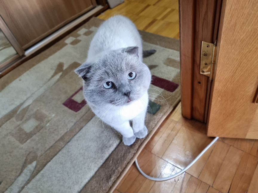 Роскошный Рато
