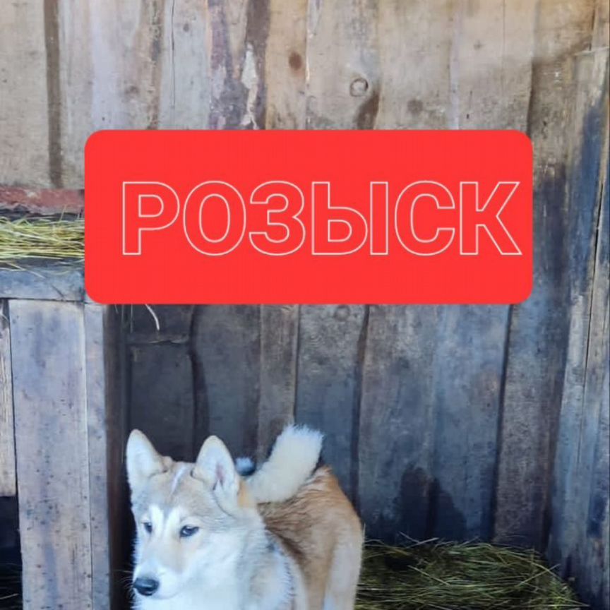 Лайка потерялась