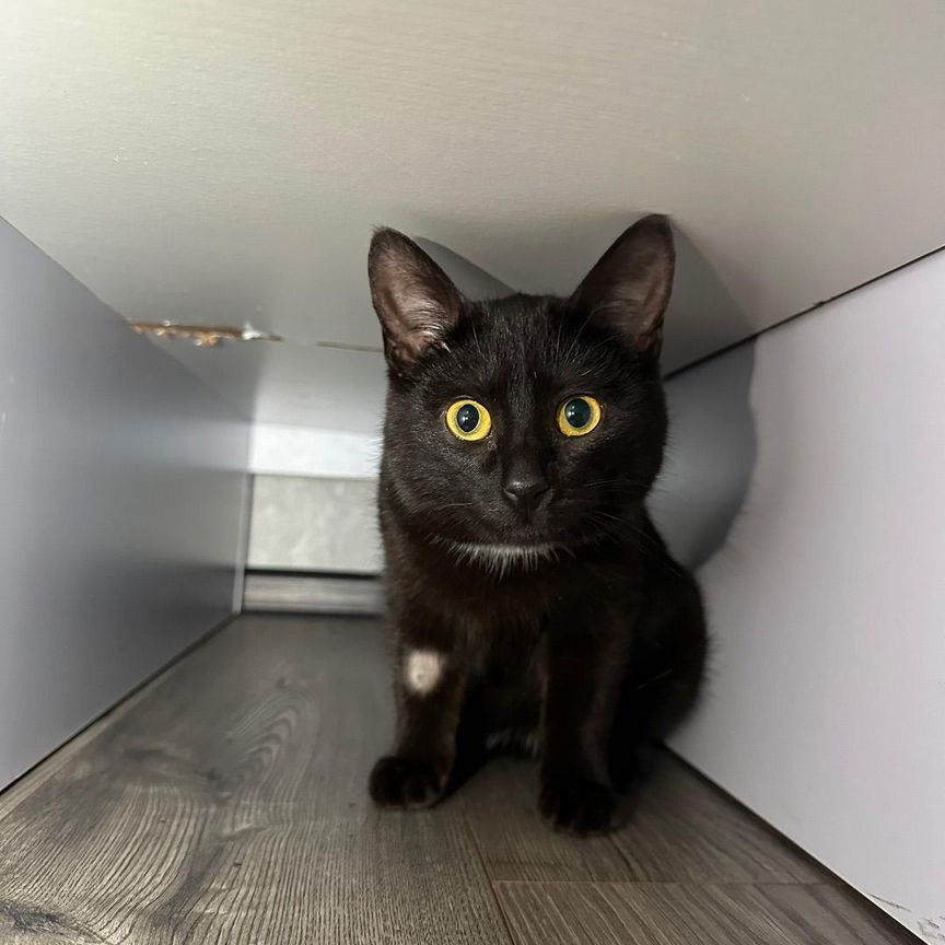 Котенок в добрые руки