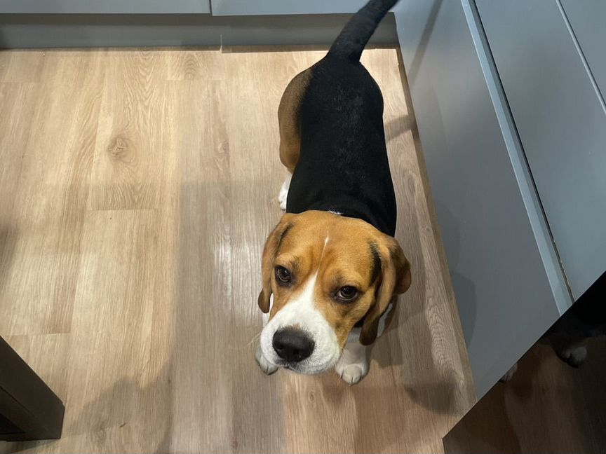 Бигль хочет случки