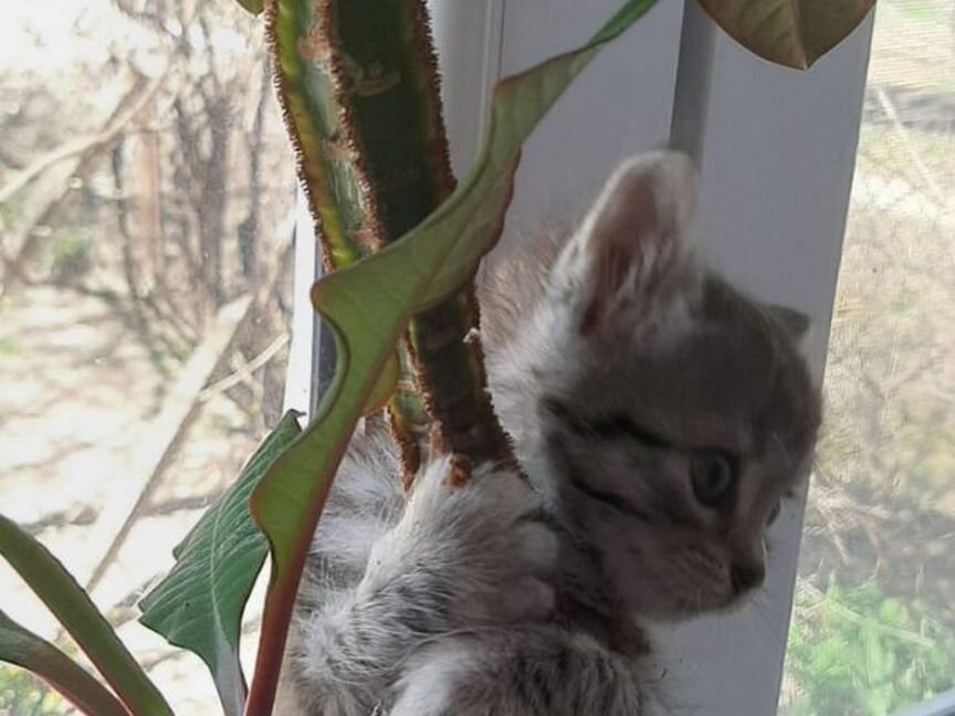 Котёнок пепельно-тигровый