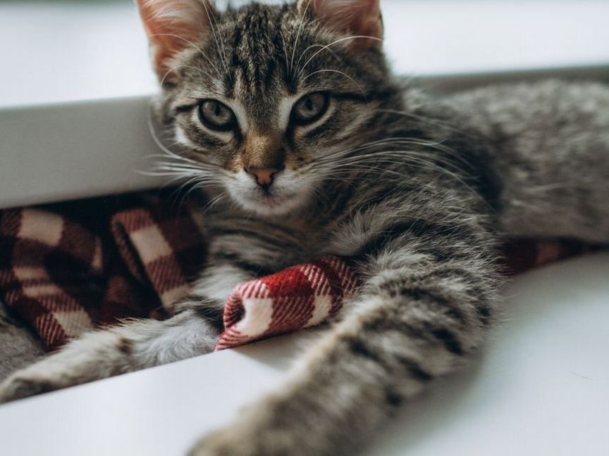 Котенок Саня в добрые руки