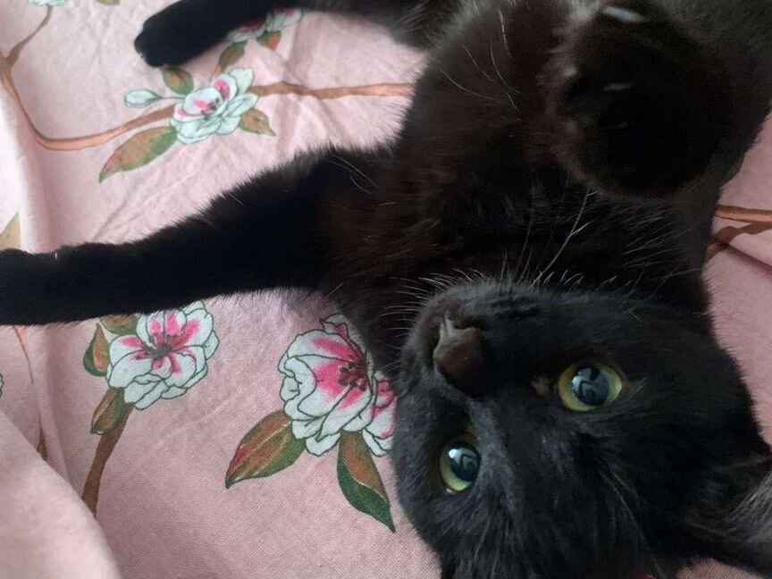 Кошка