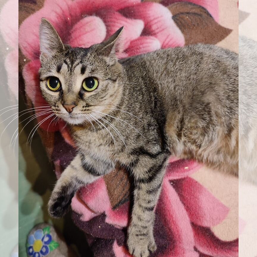 Кошечка в добрые руки