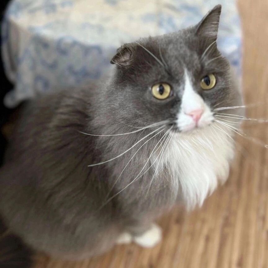 Очаровательный котик